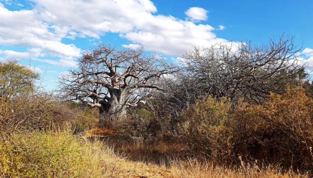 Meru National Park Safaris & Travel Guide | Kenya-Experience