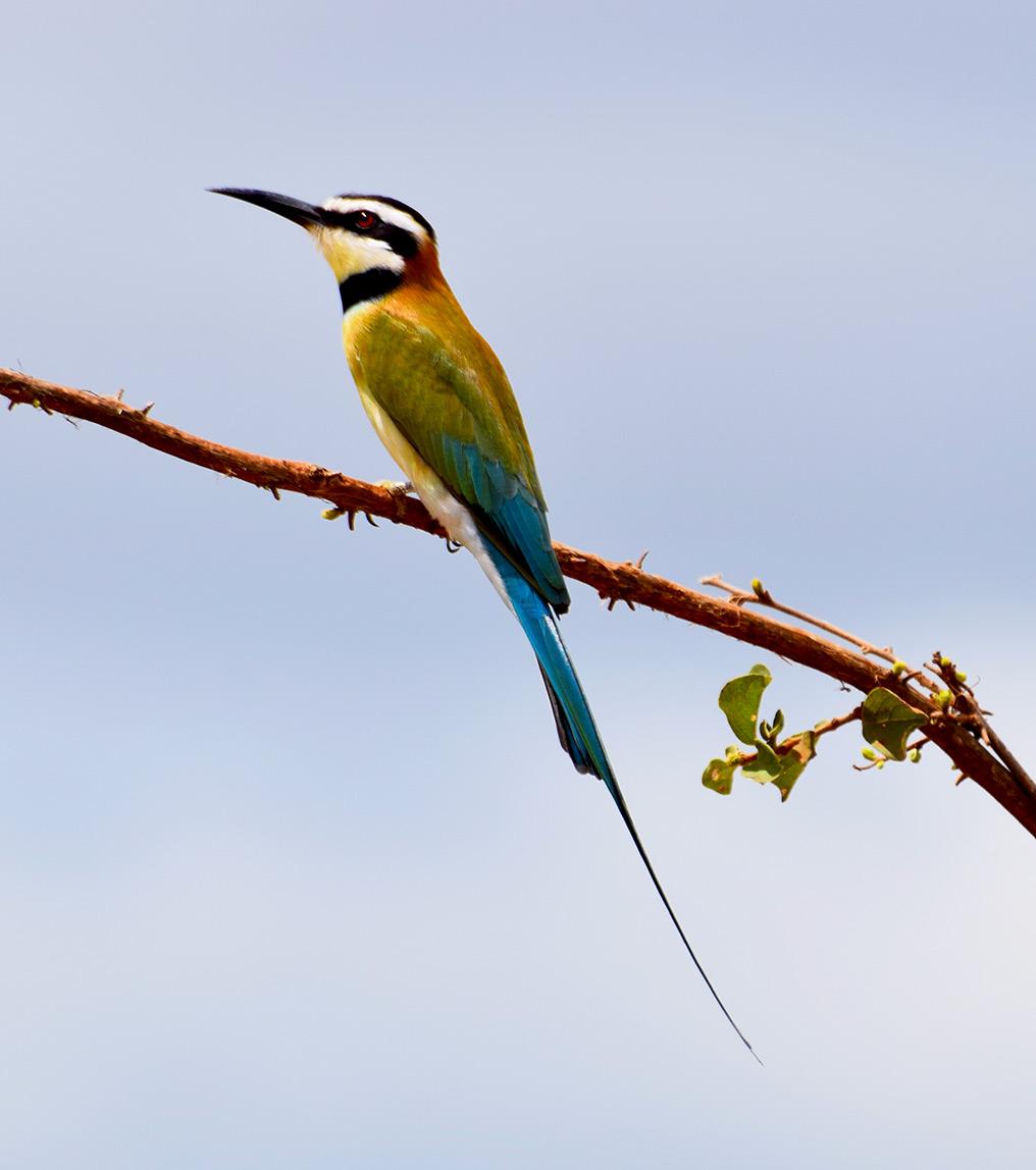 Meru National Park Safaris & Travel Guide | Kenya-Experience