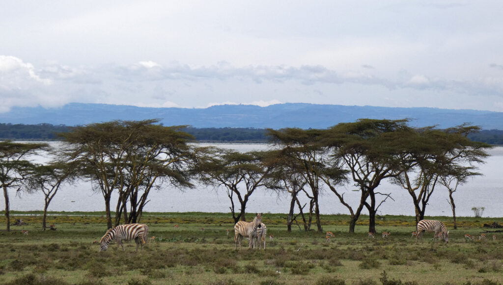 Lake Naivasha Safari Tours & Travel Guide