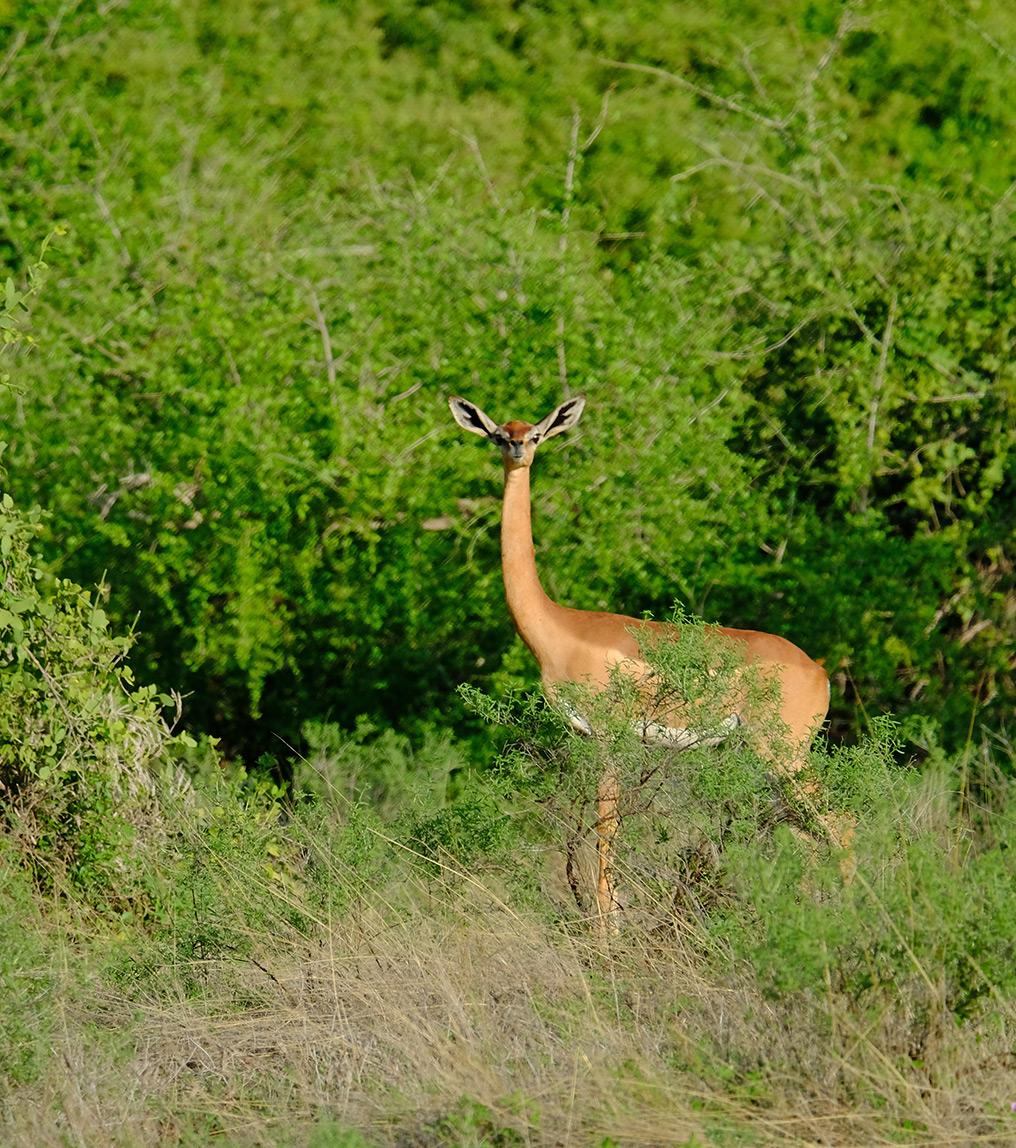 Tsavo East National Park Safaris & Travel Guide