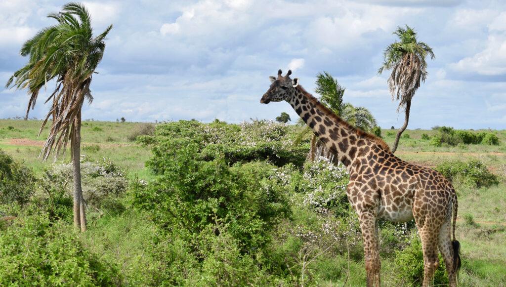 Nairobi National Park Safari Tours & Travel Guide