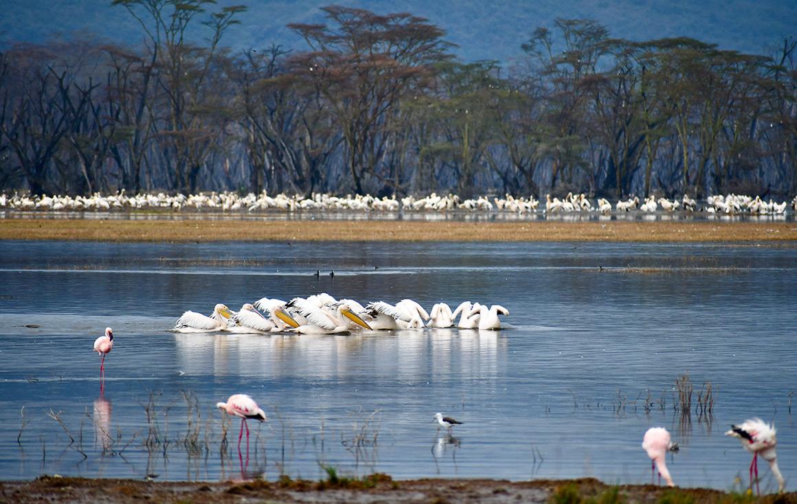 Kenya Safari Holidays | Authentic Wilderness Experiences