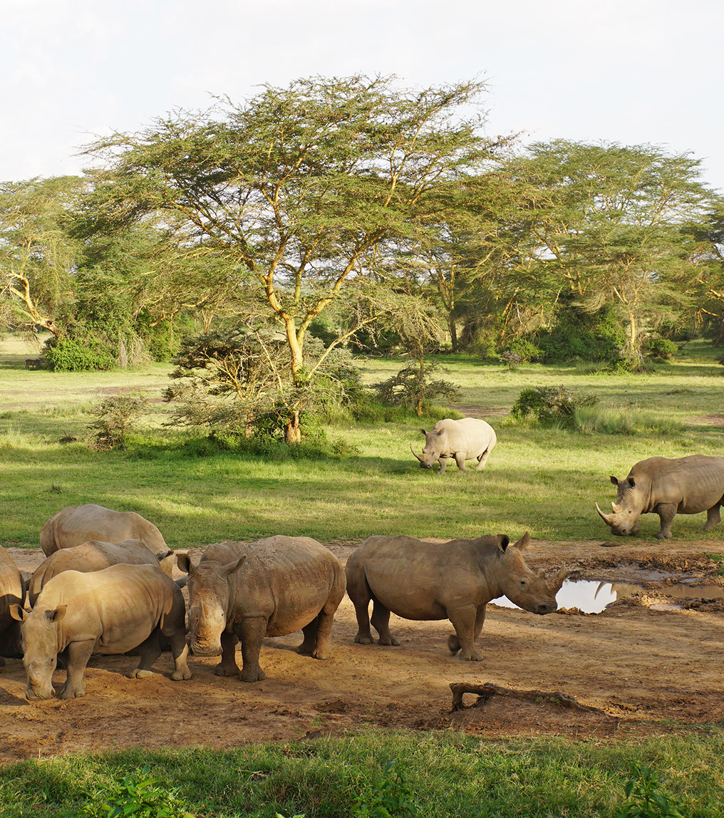 Solio Game Reserve Safaris & Travel Guide