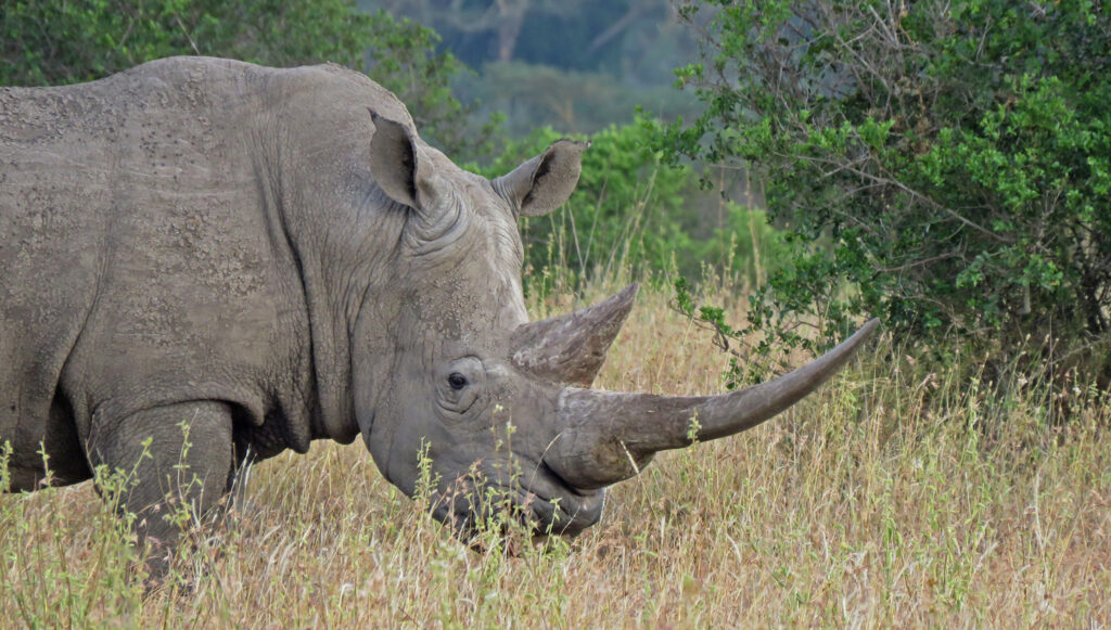 Solio Game Reserve Safaris & Travel Guide