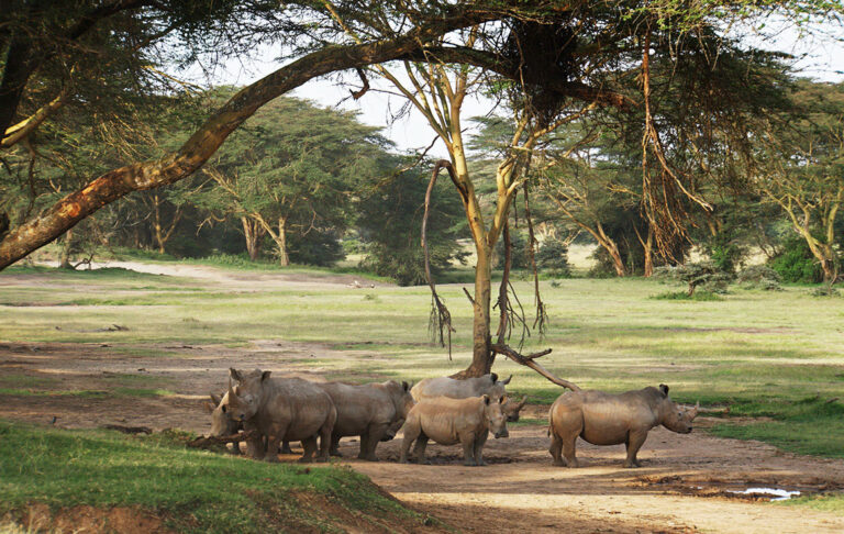 Kenya Safari Holidays | Authentic Wilderness Experiences