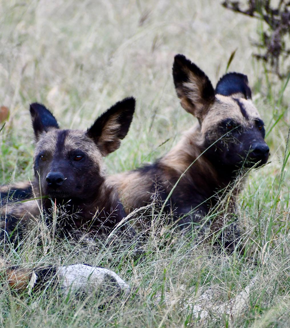 Lewa Wildlife Conservancy Safari Travel Guide