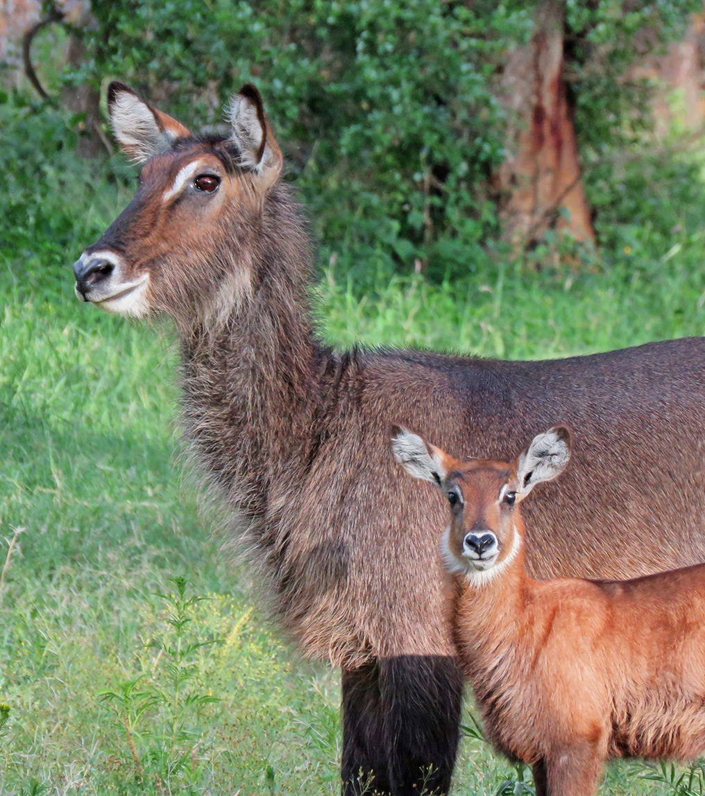 Mount Kenya National Park Safaris & Travel Guide