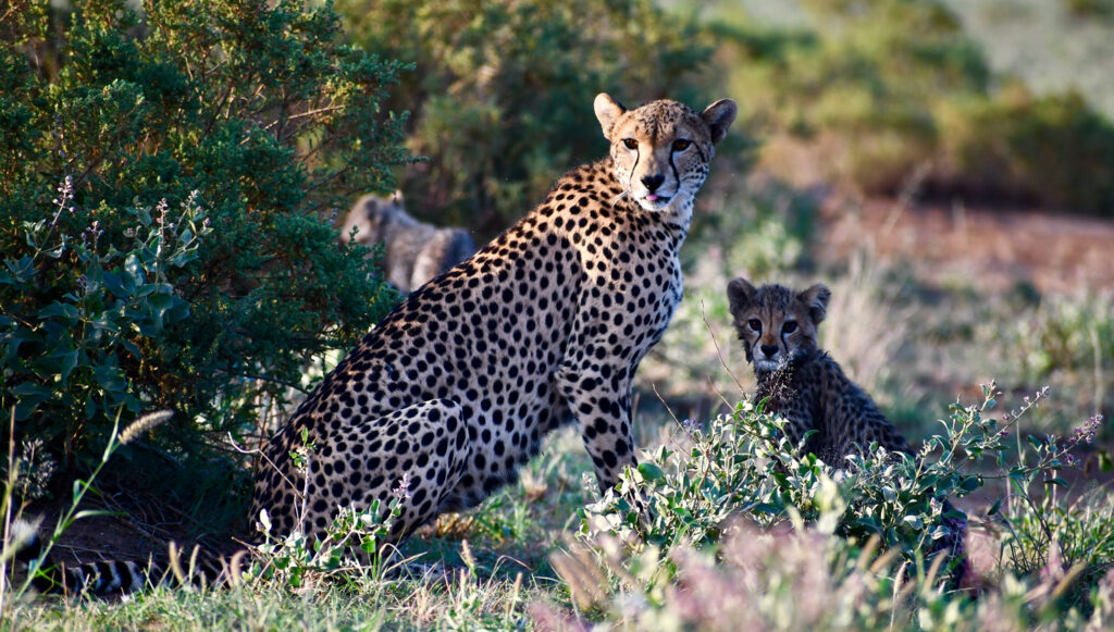 Kenya Safari Animals & Wildlife | Kenya-Experience