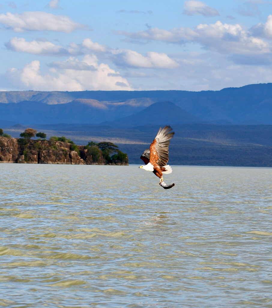 Kenya Birding Tours | Bird Watching Safaris in Kenya