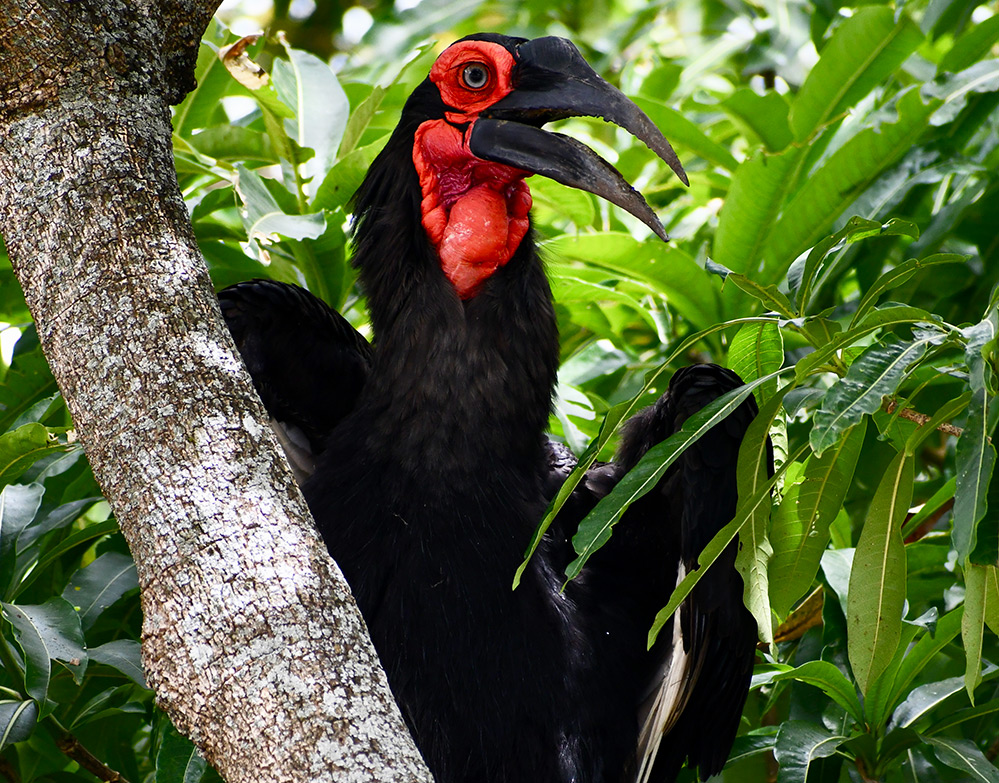 Kenya Birding Tours | Bird Watching Safaris in Kenya