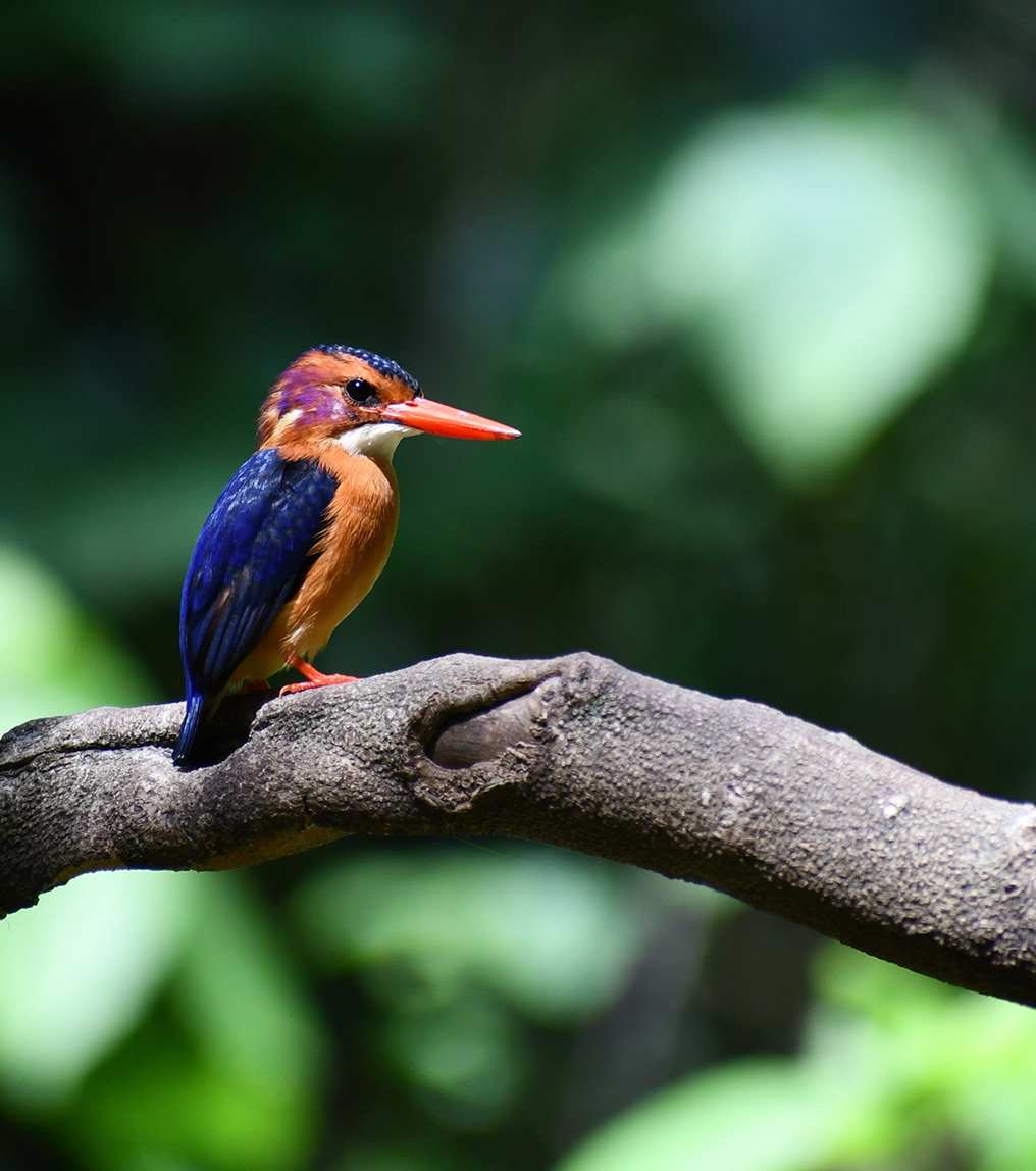 Kenya Birding Tours | Bird Watching Safaris in Kenya