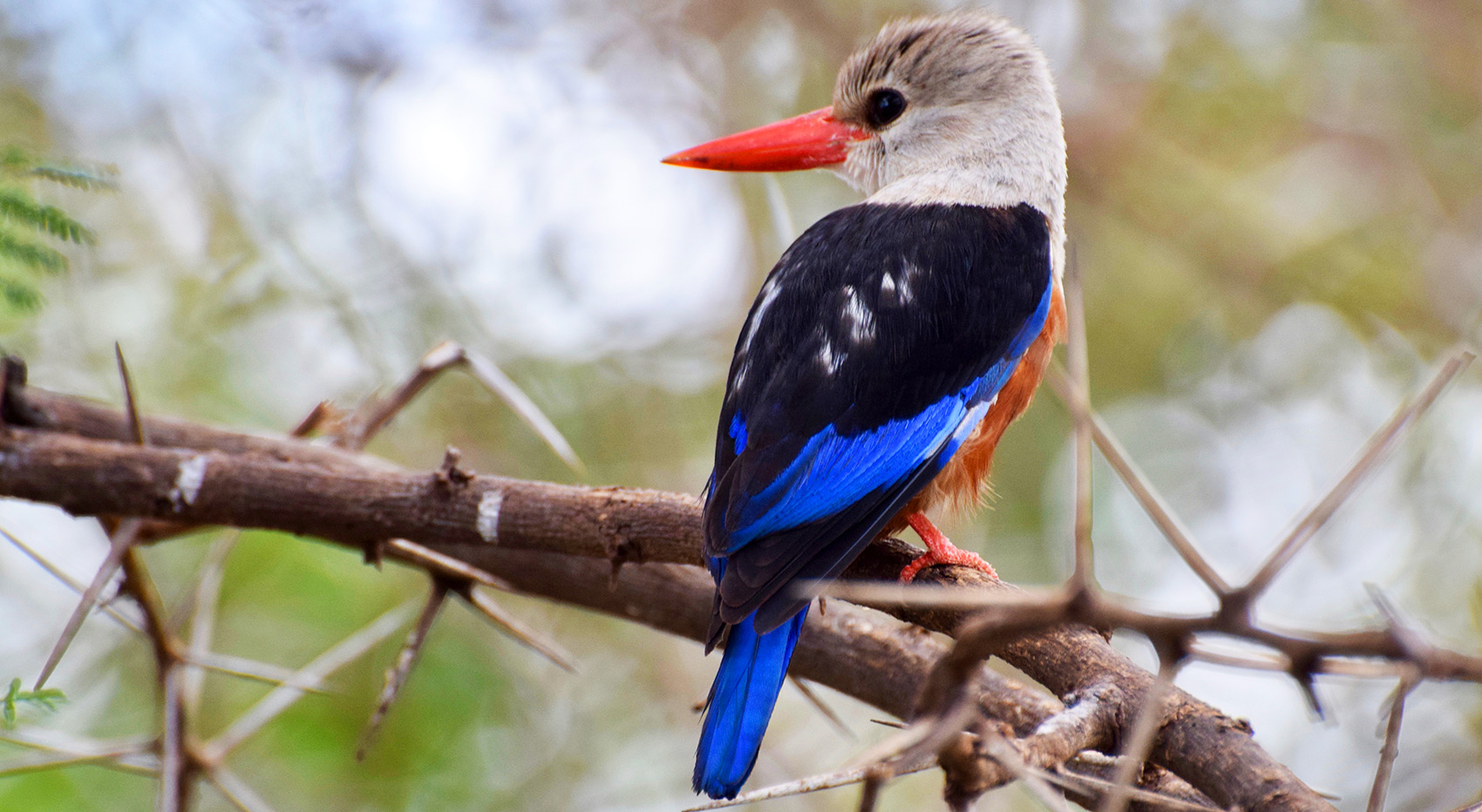 Kenya Birding Tours | Bird Watching Safaris in Kenya