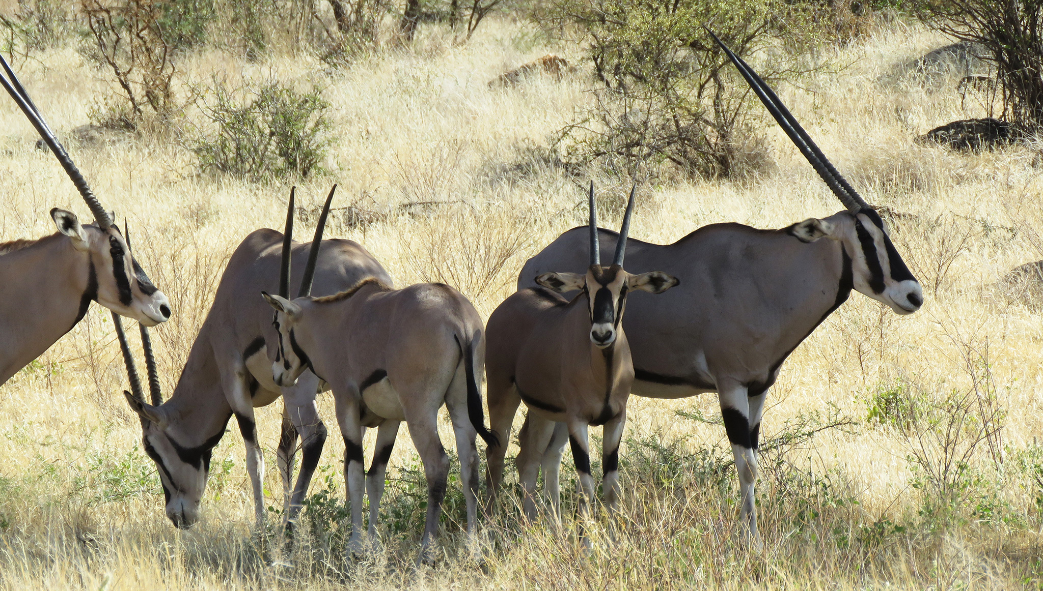 Kenya Safari Animals & Wildlife | Kenya-Experience