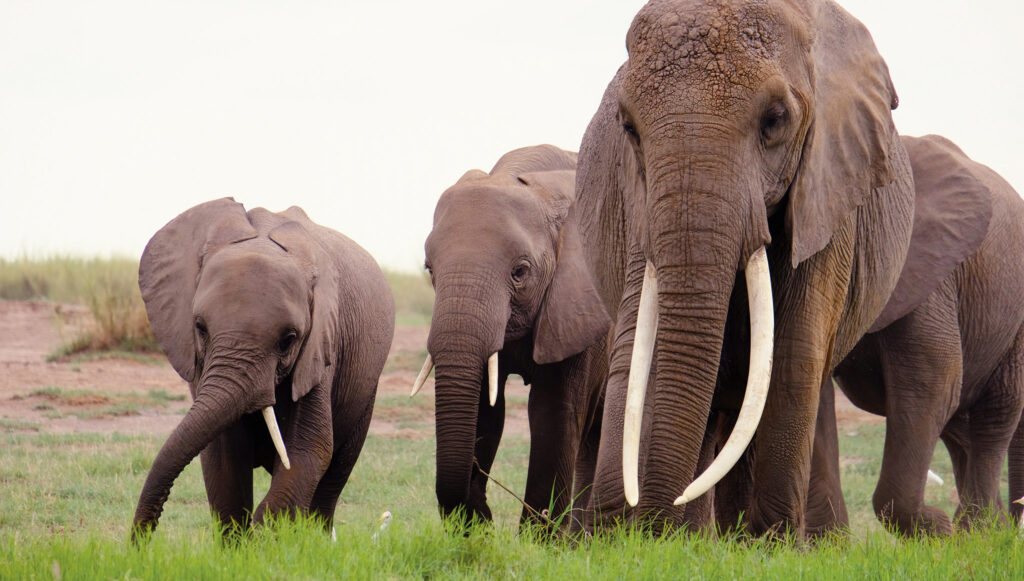 Kenya Safari Animals & Wildlife | Kenya-Experience
