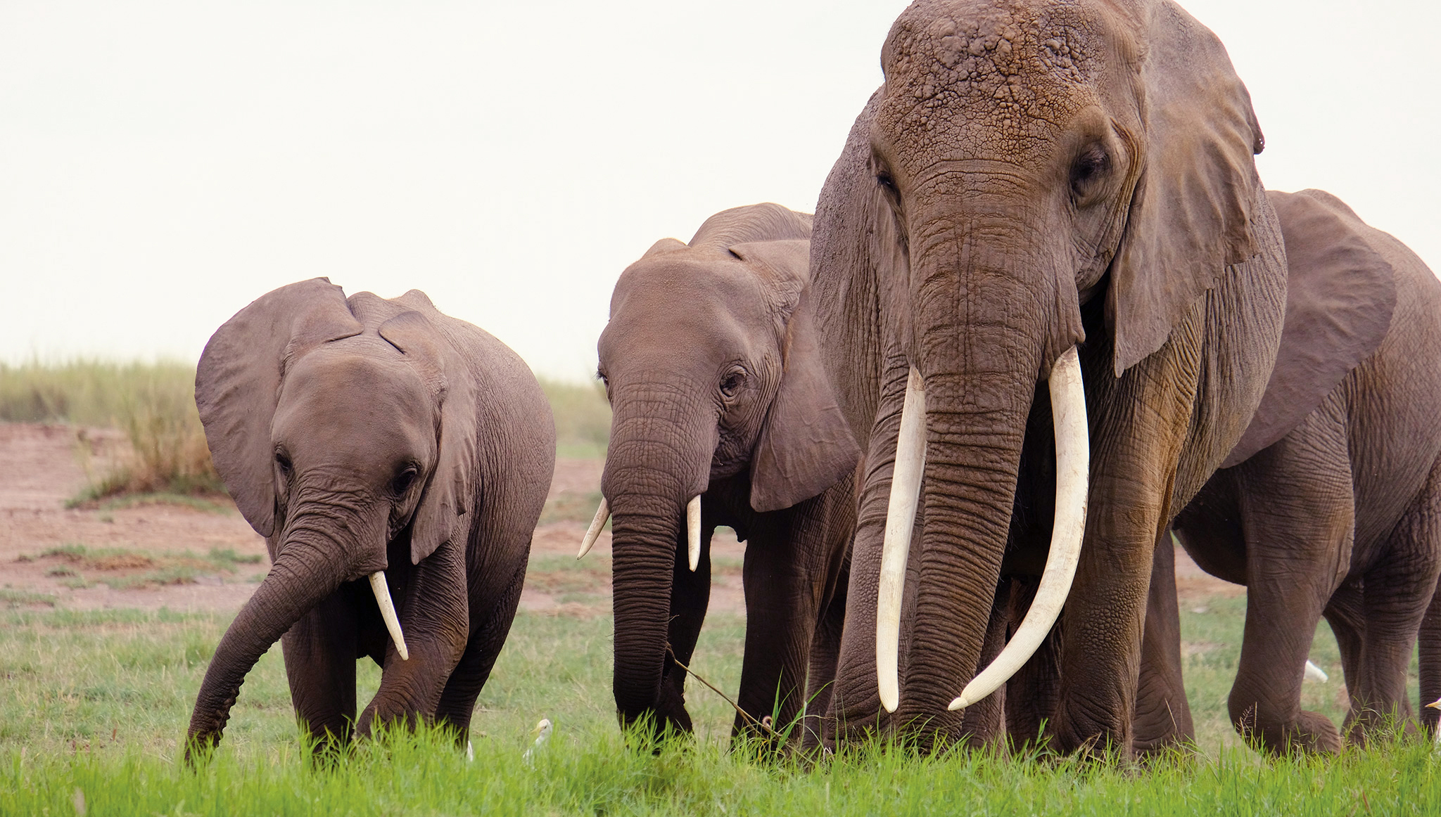 Kenya Safari Animals & Wildlife | Kenya-Experience